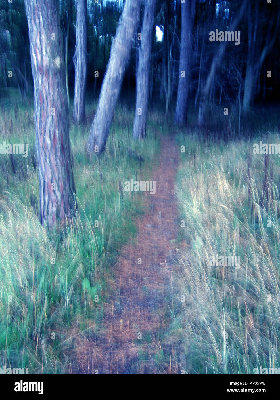 path entering dark woods Stock Photo - Alamy
