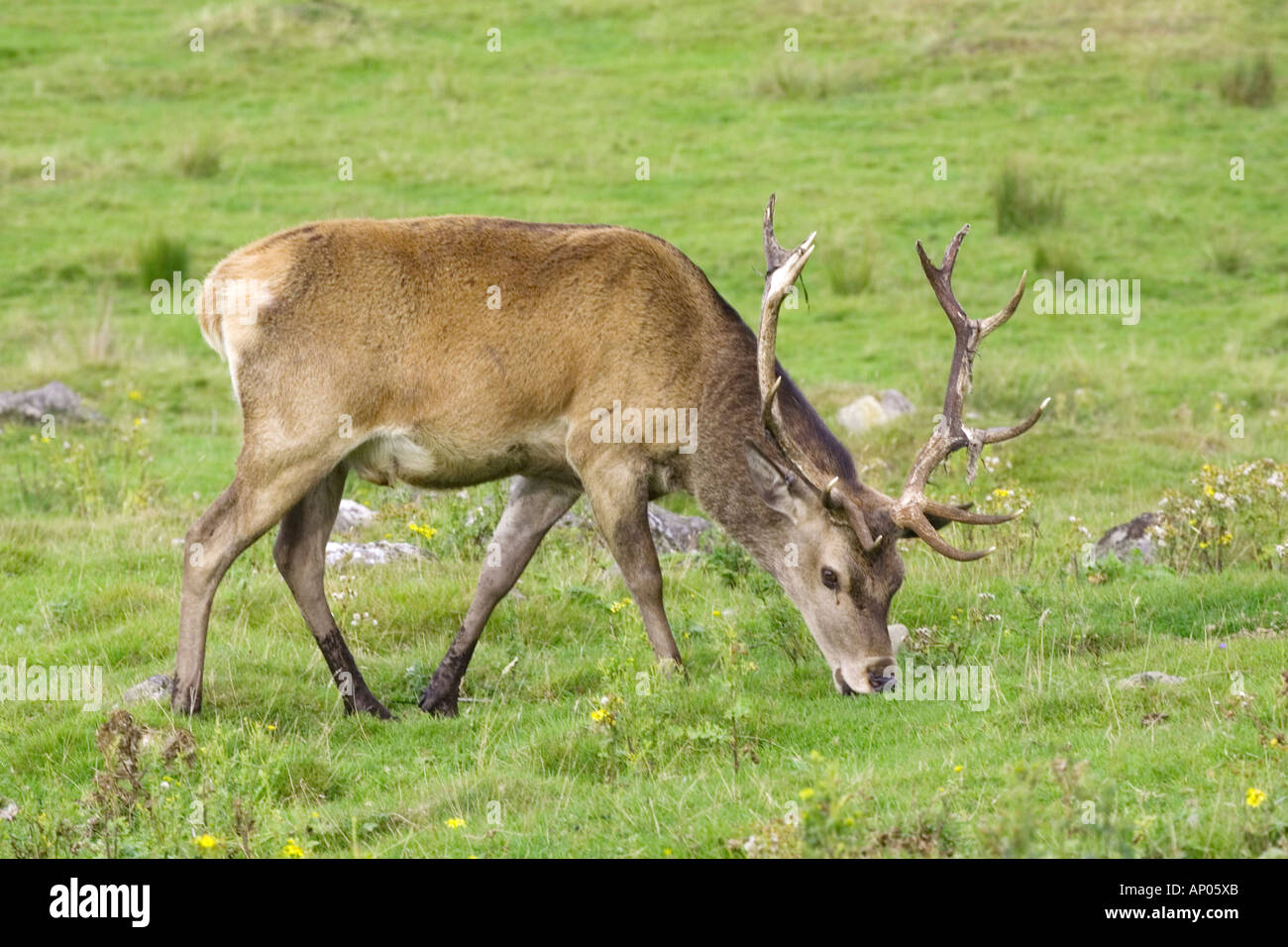 Red Deer stag grazing shedding velvet Stock Photo - Alamy