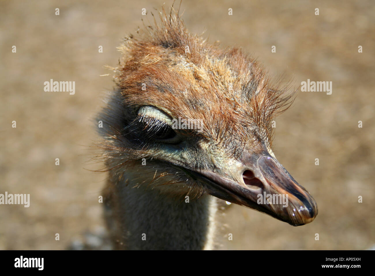 Young ostrich birds in the farm Stock Photo - Alamy