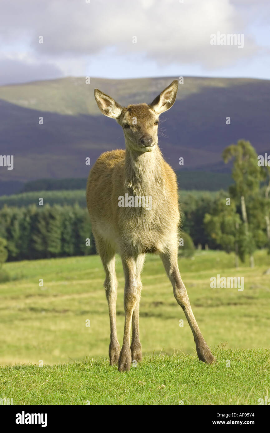 Yearling fawn hi-res stock photography and images - Alamy