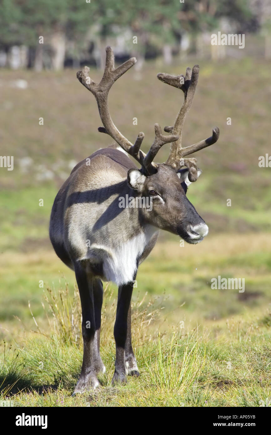 Rudolph reindeer hi-res stock photography and images - Alamy