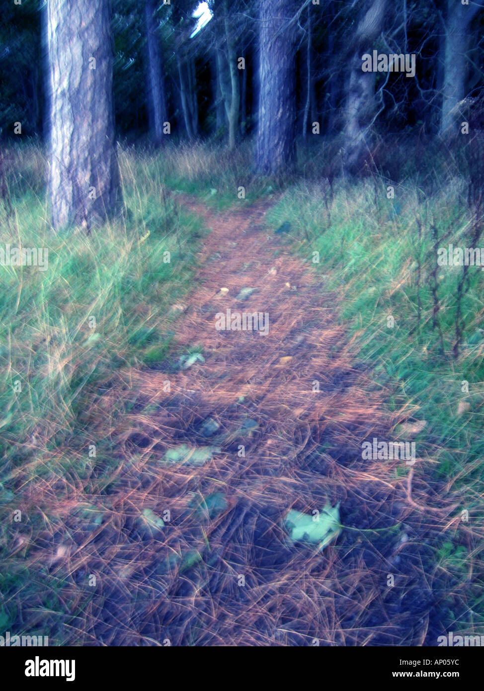 path entering dark woods Stock Photo - Alamy