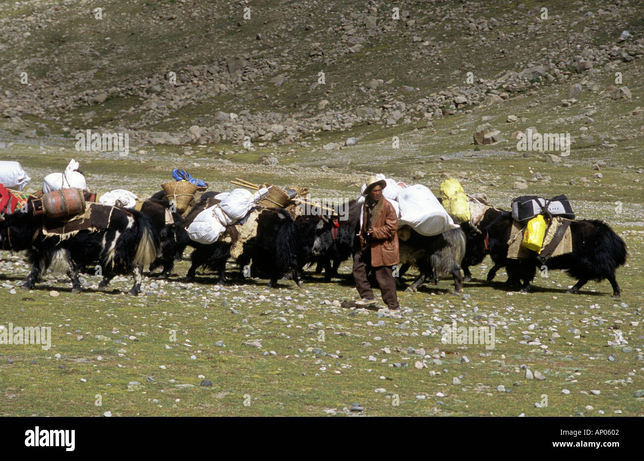 YAKS and a PILGRIM do KORA around MOUNT KAILASH 6638 METERS the most ...