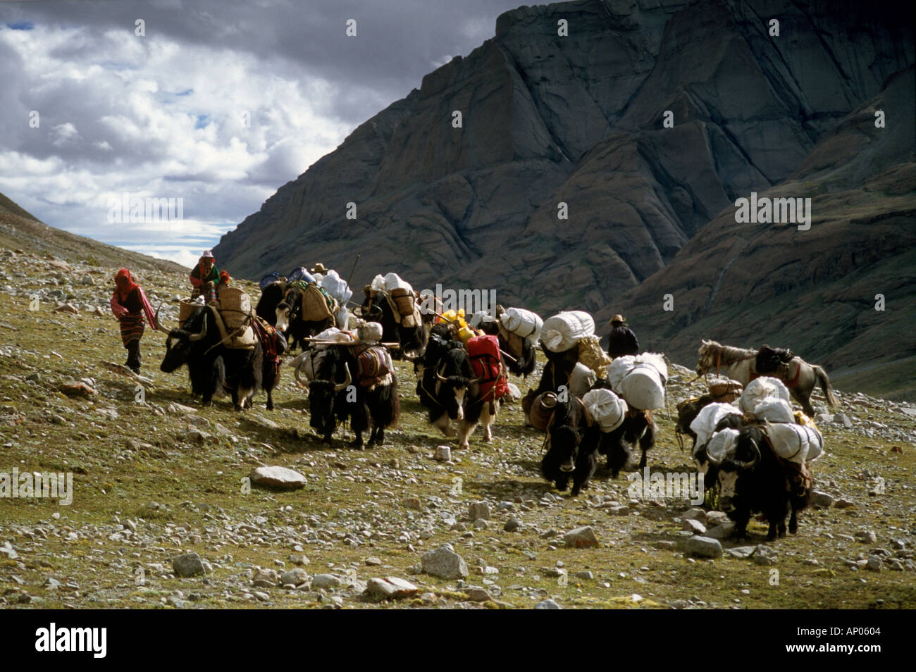 YAKS and a PILGRIM do KORA around MOUNT KAILASH 6638 METERS the most ...