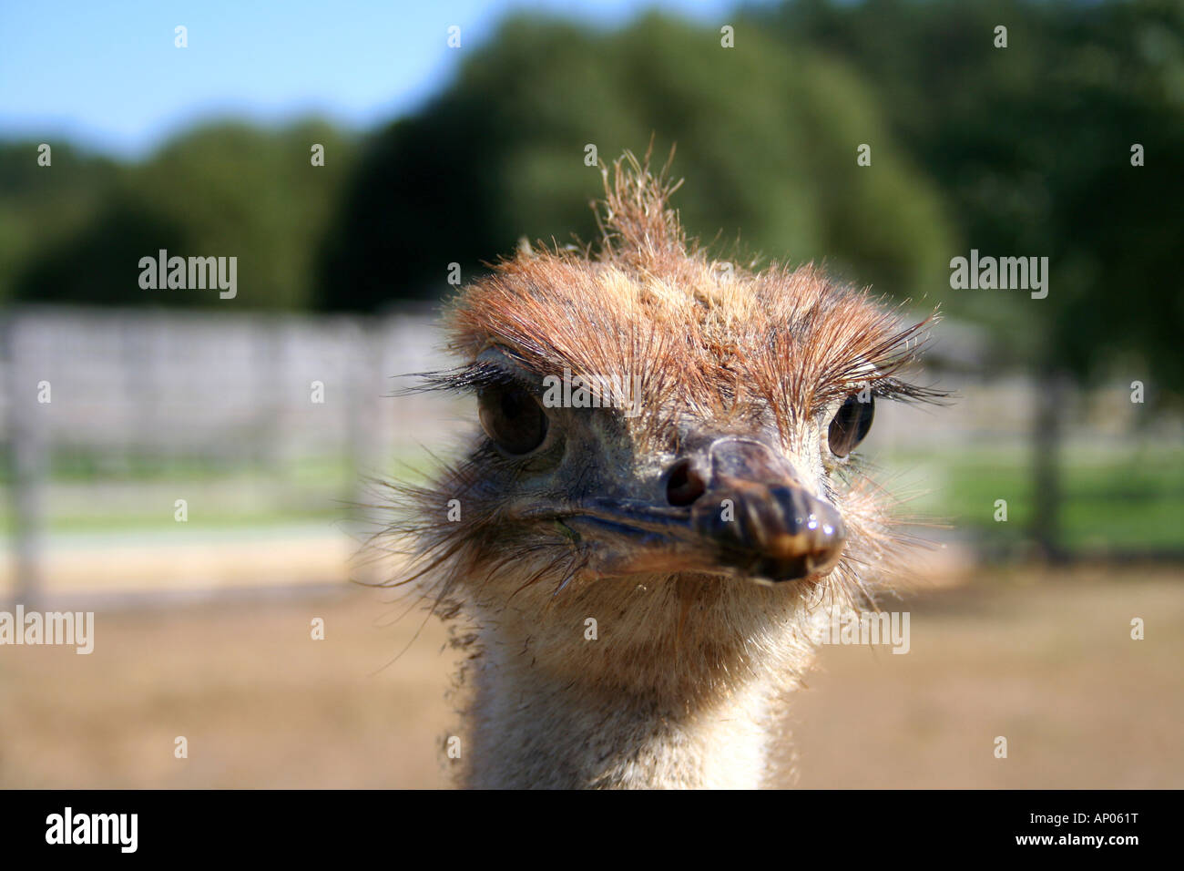 Young ostrich birds in the farm Stock Photo - Alamy
