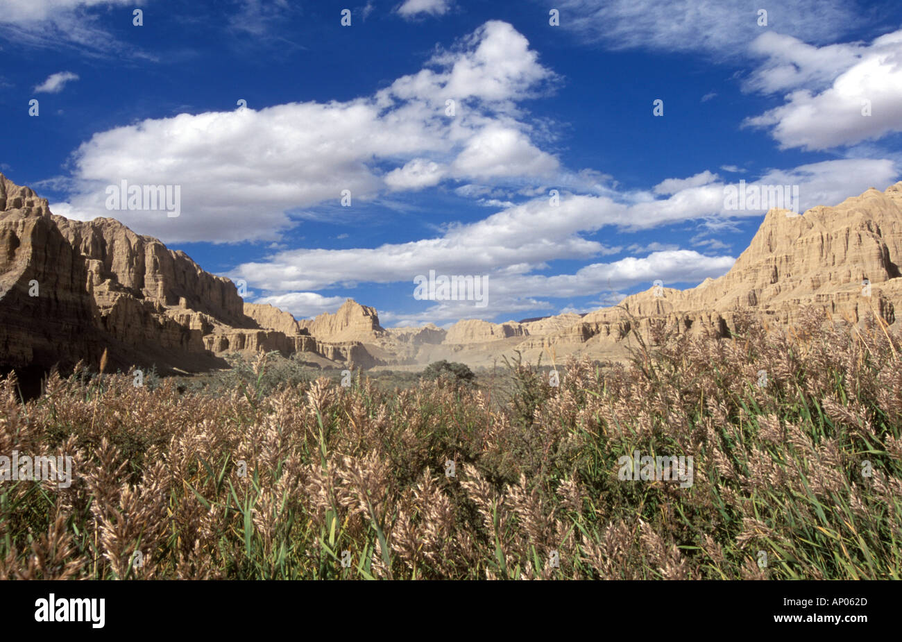 ERODED ROCK FORMATIONS PLANTS in the HIMALAYAN GORGE north of the GUGE ...