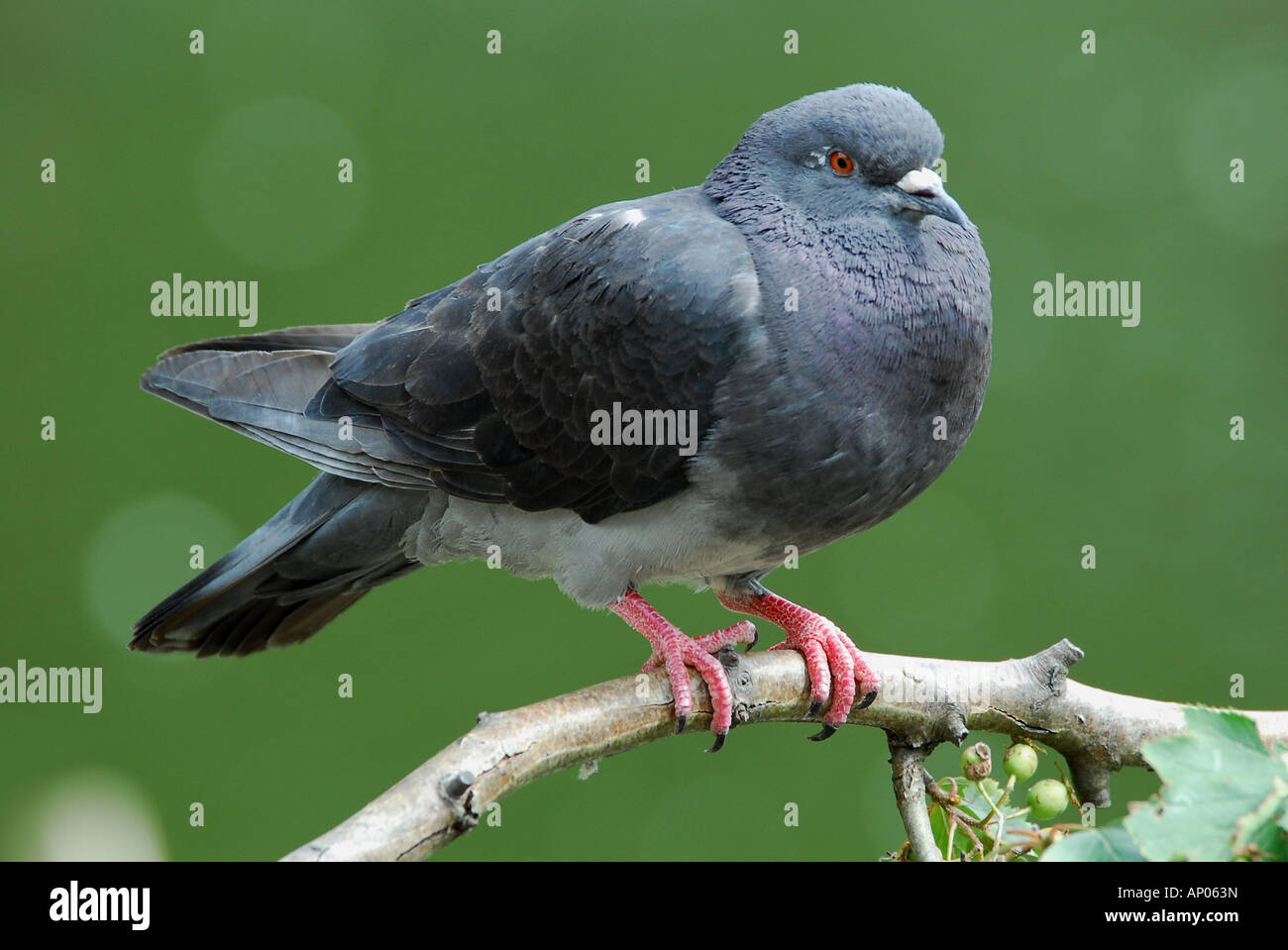 A pigeon sitting on a branch in a London park Stock Photo - Alamy