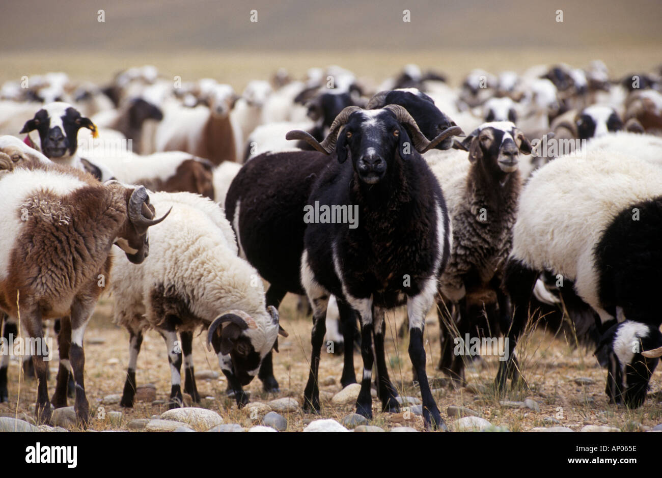 HERD of TIBETAN SHEEP below HIMALAYAN PEAKS road to MOUNT KAILASH in ...