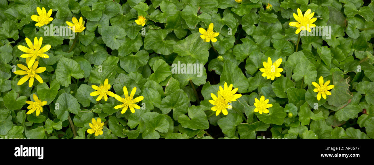 Lesser celandine Ranunculus ficaria in flower potton bedfordshire Stock ...