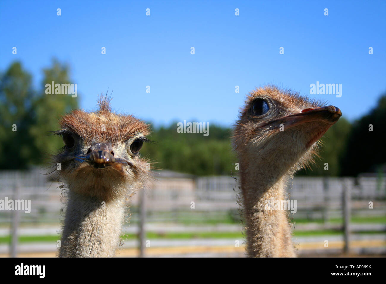 Young ostrich birds in the farm Stock Photo - Alamy