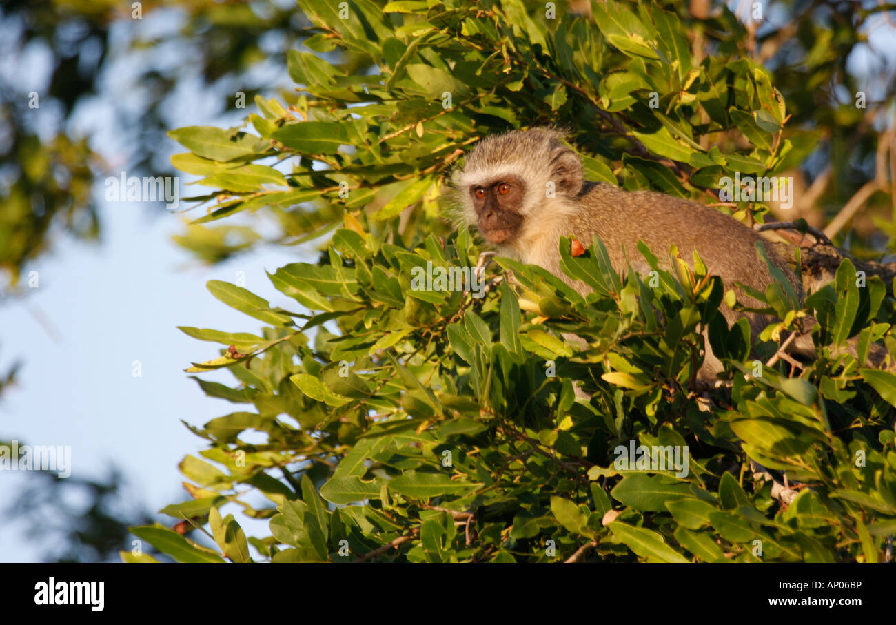 Vervet monkey, cercopithecus aethiops pygerythrus, single adult in a ...