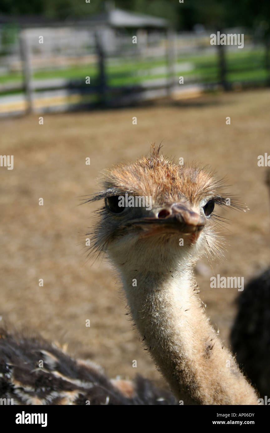 Young ostrich birds in the farm Stock Photo - Alamy