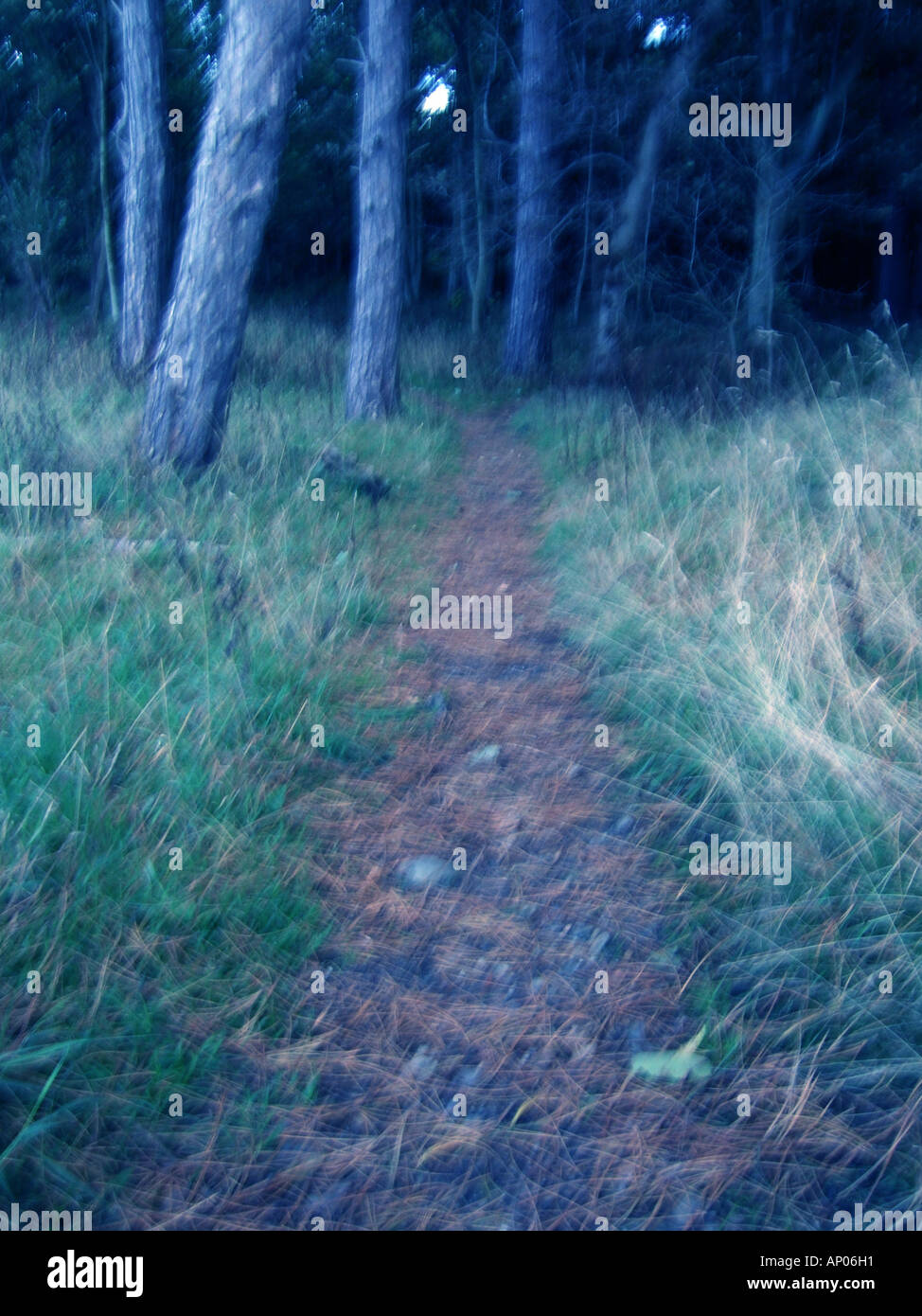 path entering dark woods Stock Photo - Alamy
