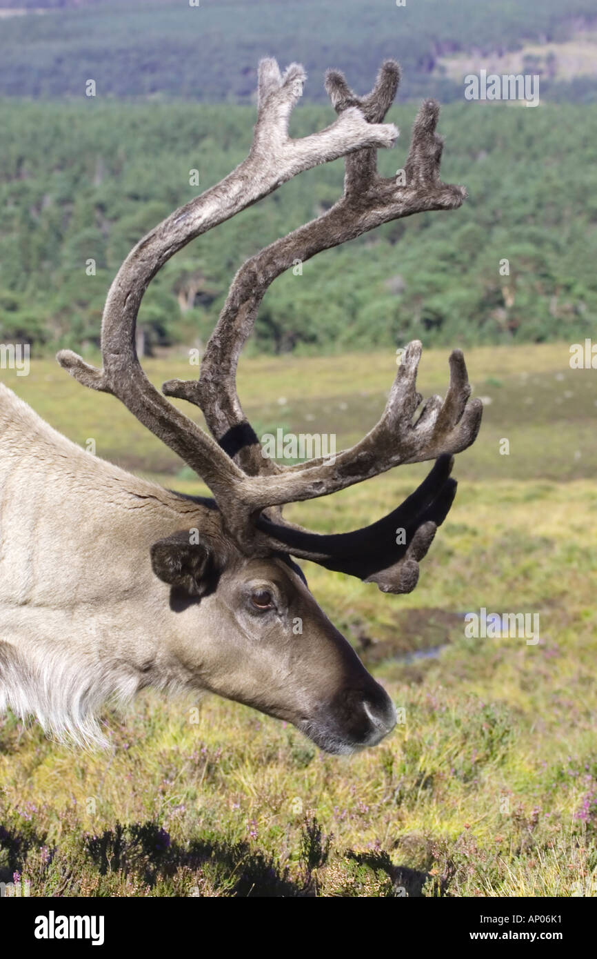 Male Reindeer of the Cairngorms Herd with antlers in velvet facial ...