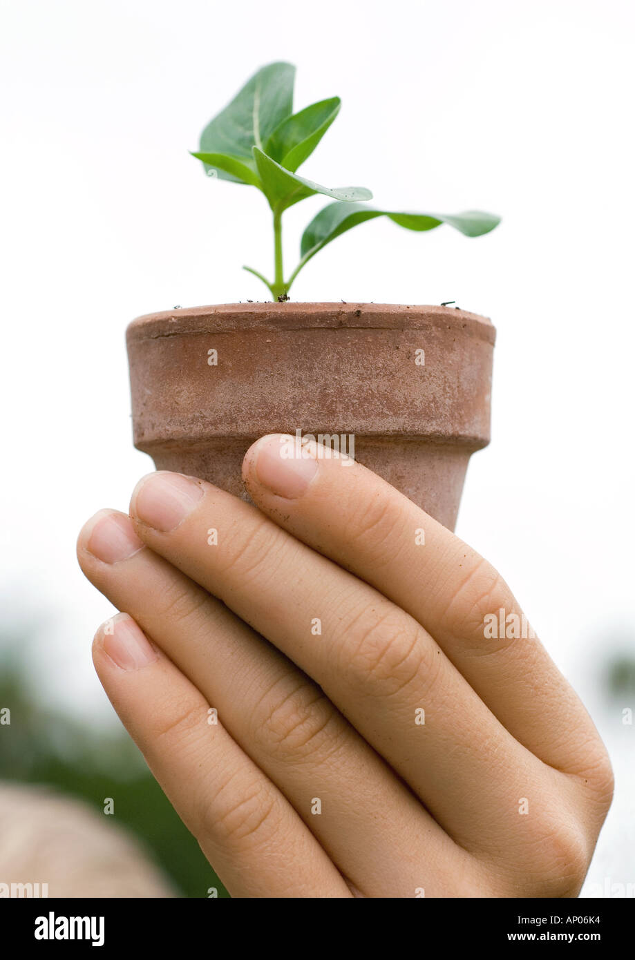 Hand holding potted seedling Stock Photo - Alamy