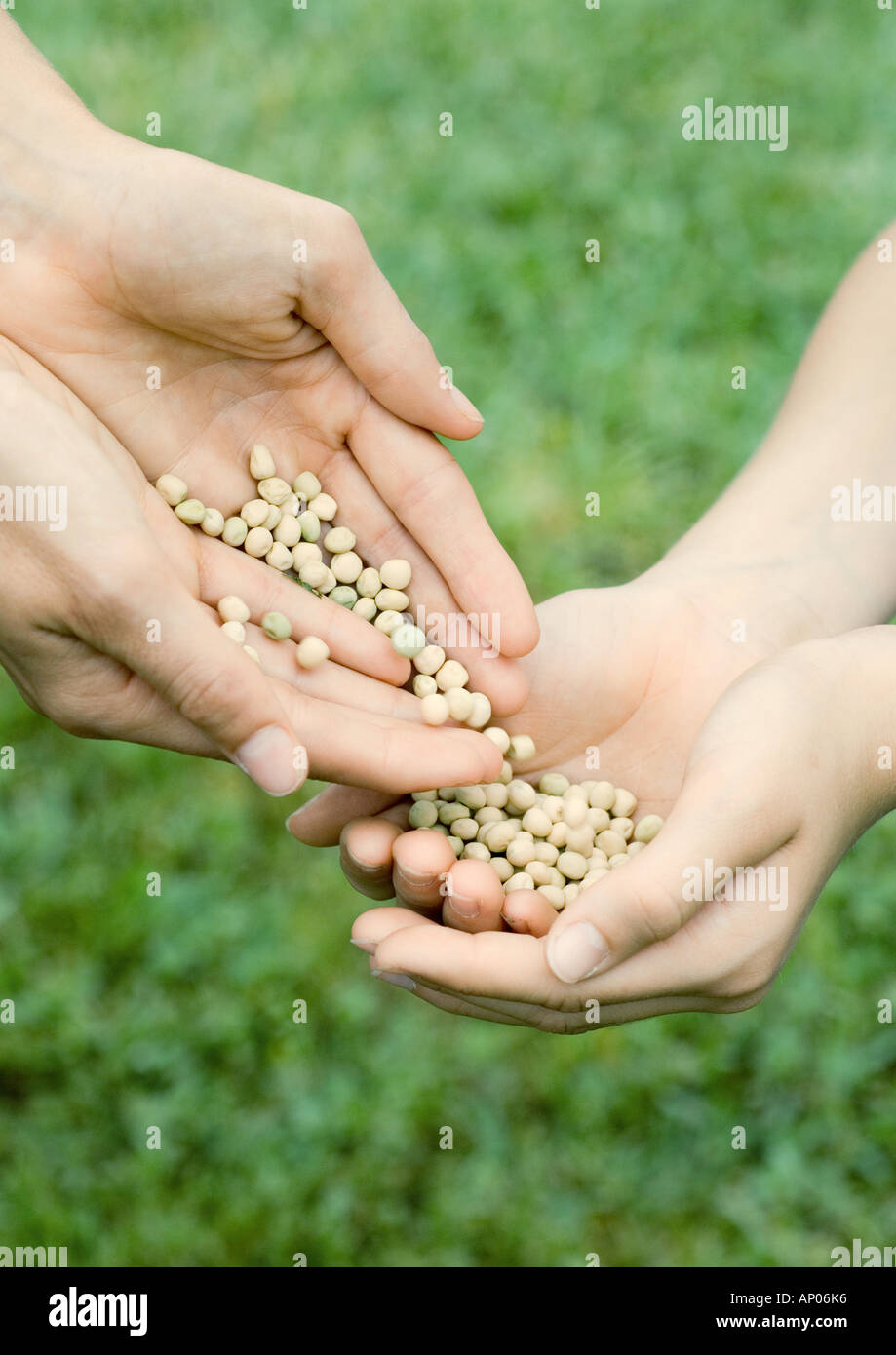 Hands holding seeds Stock Photo - Alamy