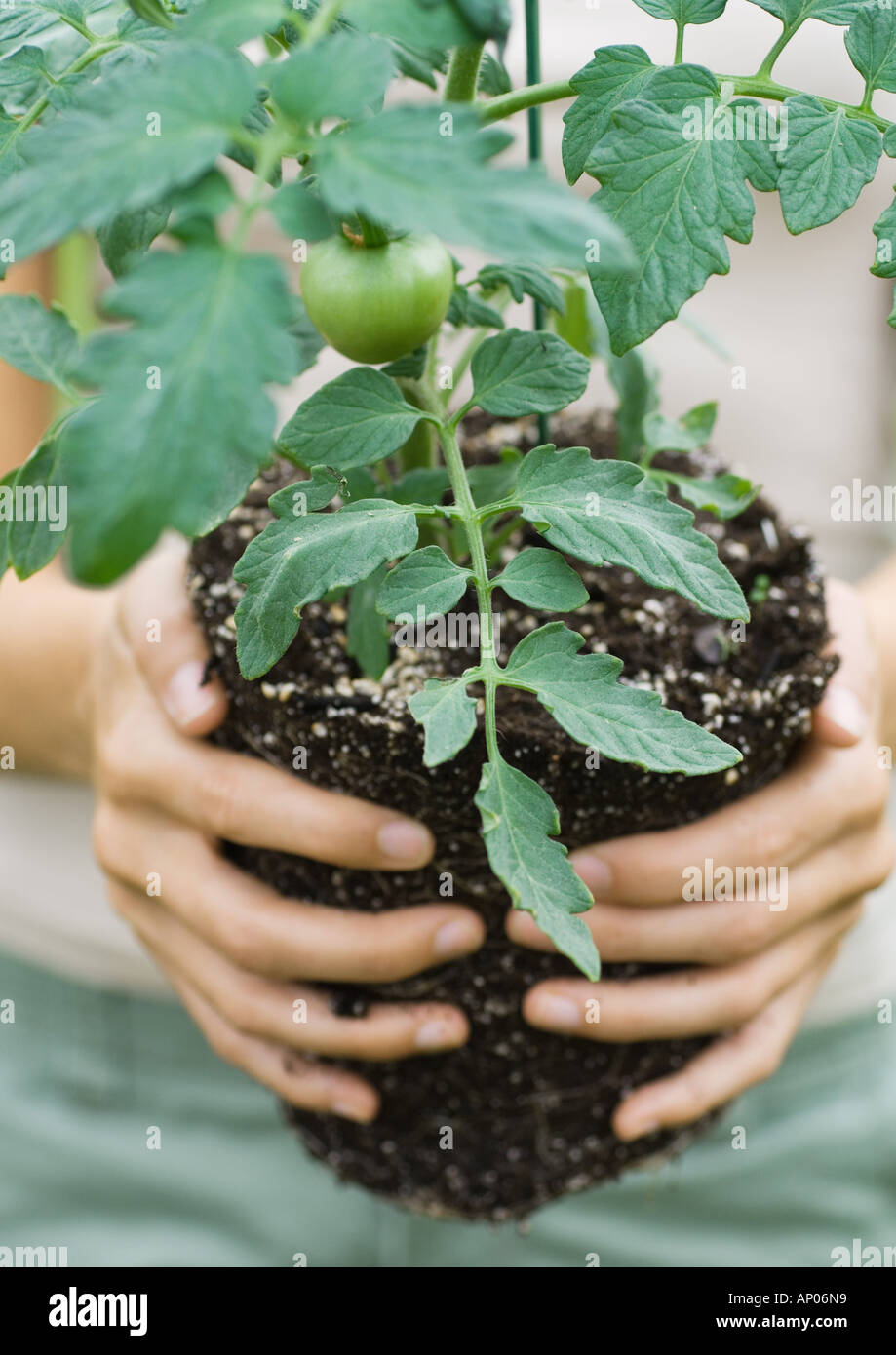 Potting up tomato plants hi-res stock photography and images - Alamy