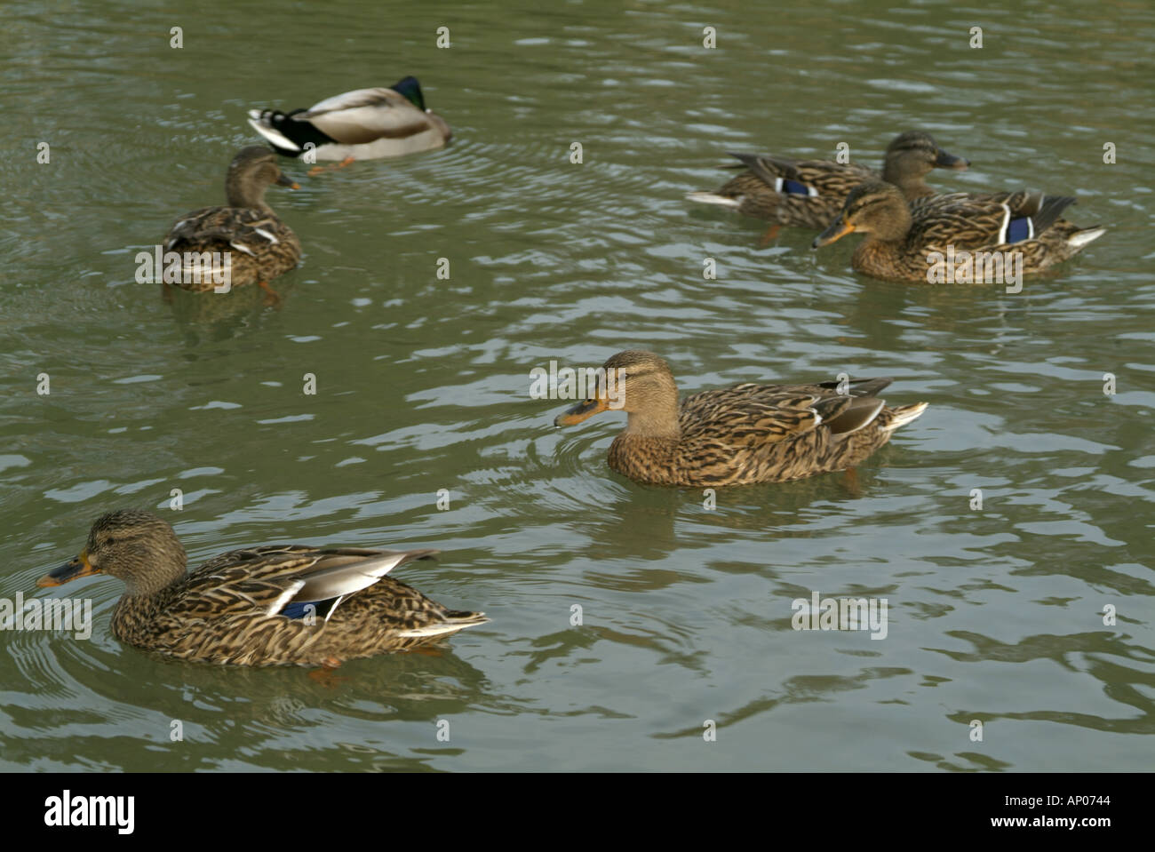 France Provence Group Of Male And Female Ducks On The Water Stock Photo ...