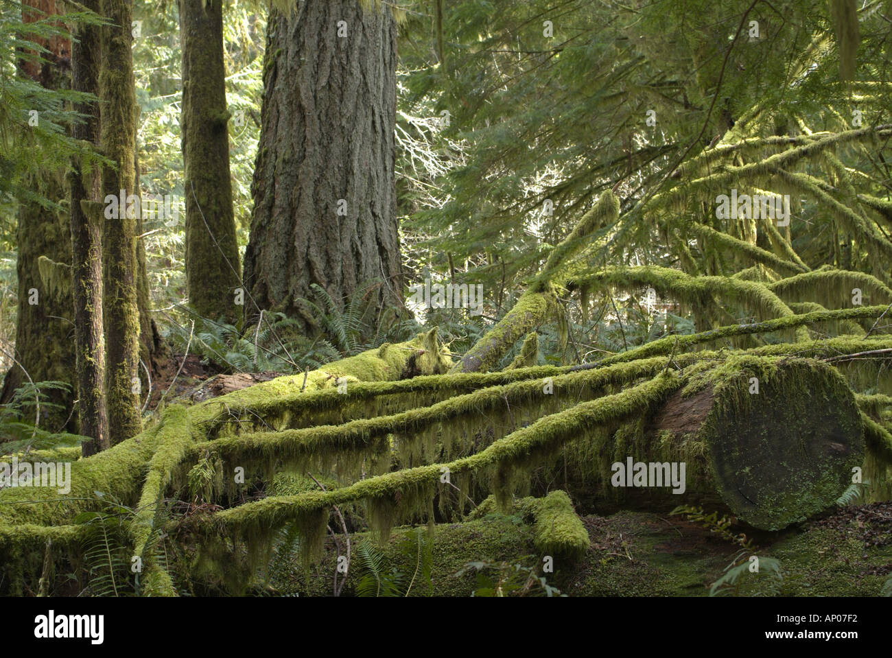 Temperate Old Growth rainforest Cathedral Grove MacMillan Provincial ...