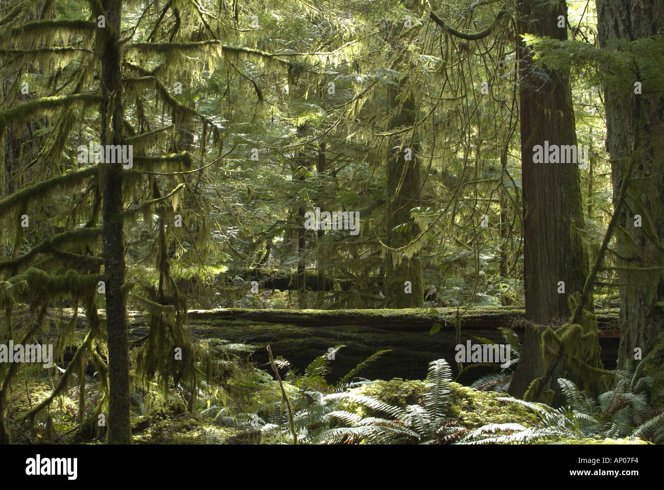 Temperate Old Growth rainforest Cathedral Grove MacMillan Provincial ...