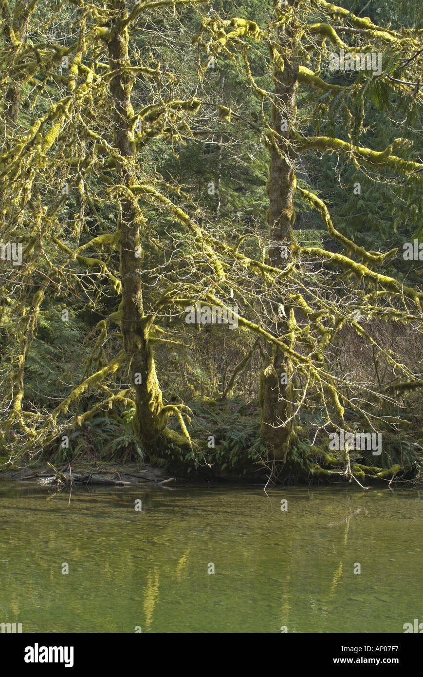 Inland temperate rainforest hi-res stock photography and images - Alamy