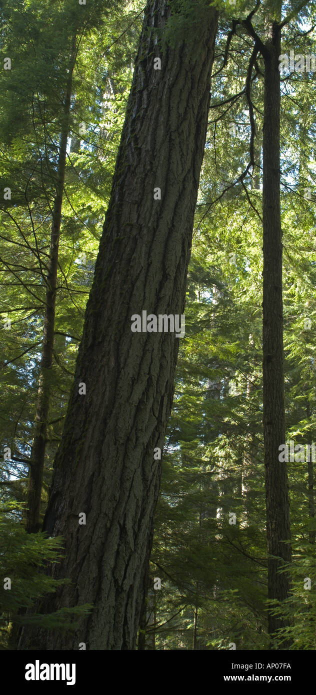 Temperate Old Growth rainforest Cathedral Grove MacMillan Provincial ...