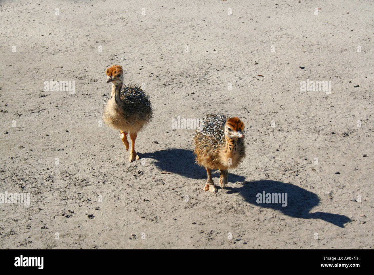 Young ostrich birds in the farm Stock Photo - Alamy