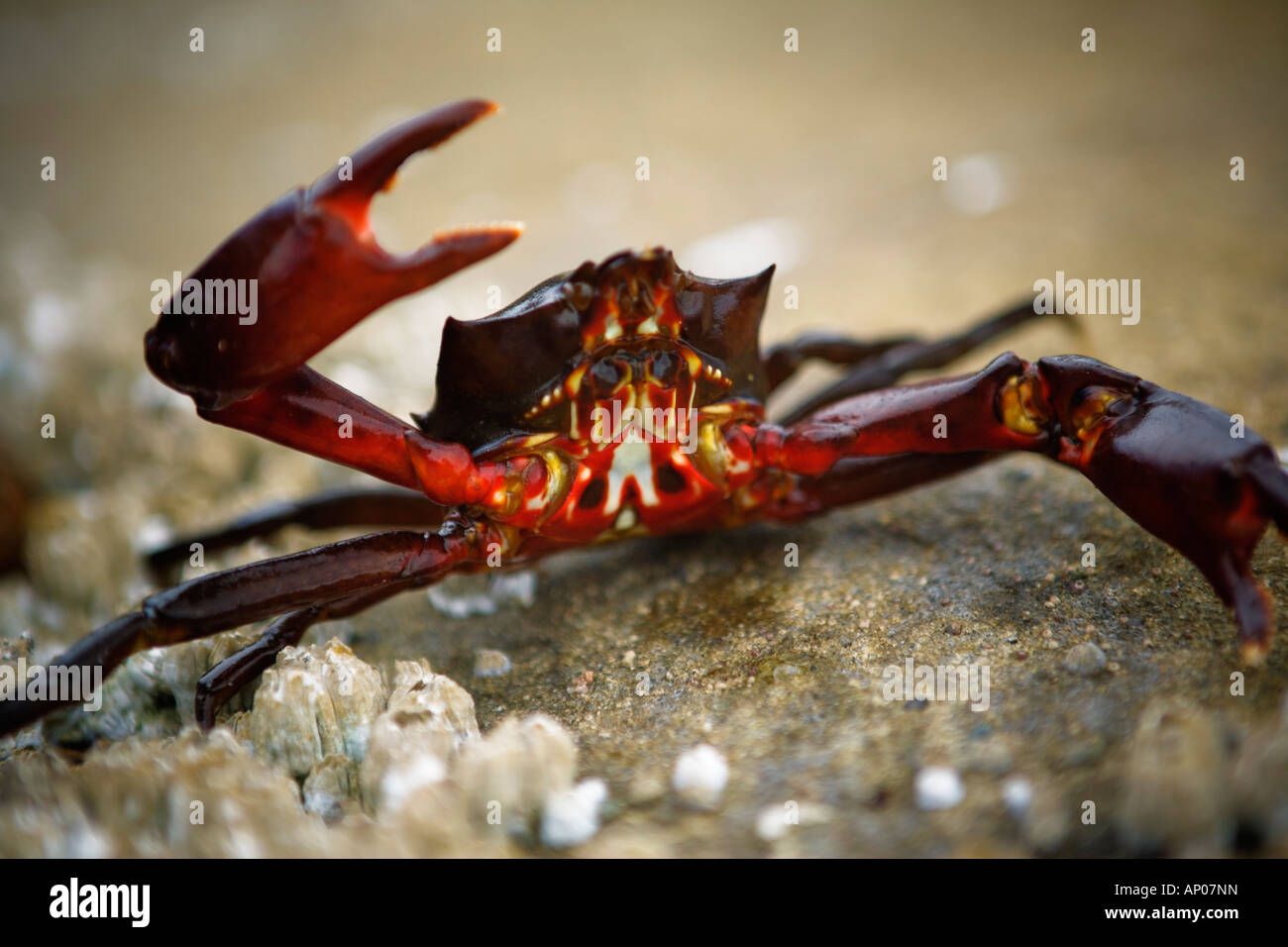 aggressive kelp crab Stock Photo - Alamy