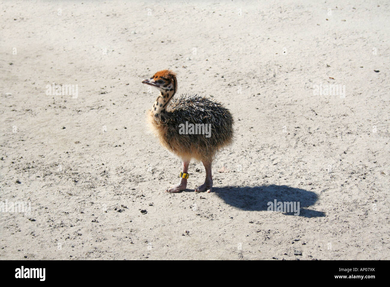 Young ostrich birds in the farm Stock Photo - Alamy