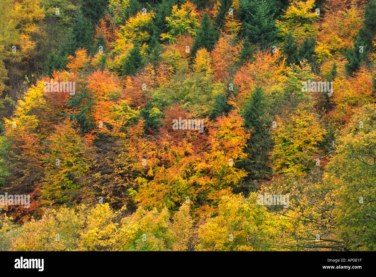 Trees plantation mix evergreen and deciduous in autumnal colour ...
