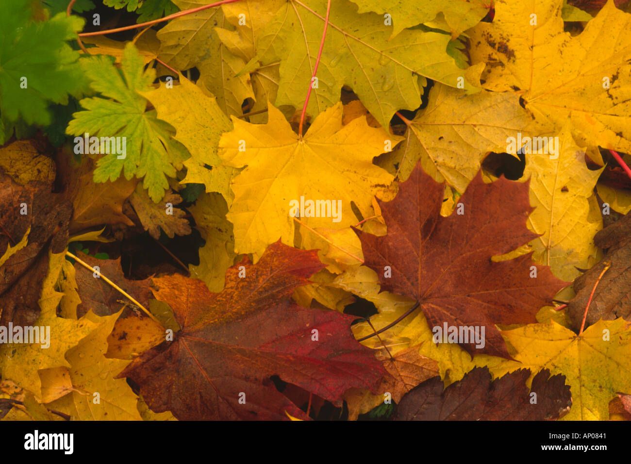 Leaf litter mosaic close up detail mostly sycamore leaves Stock Photo ...