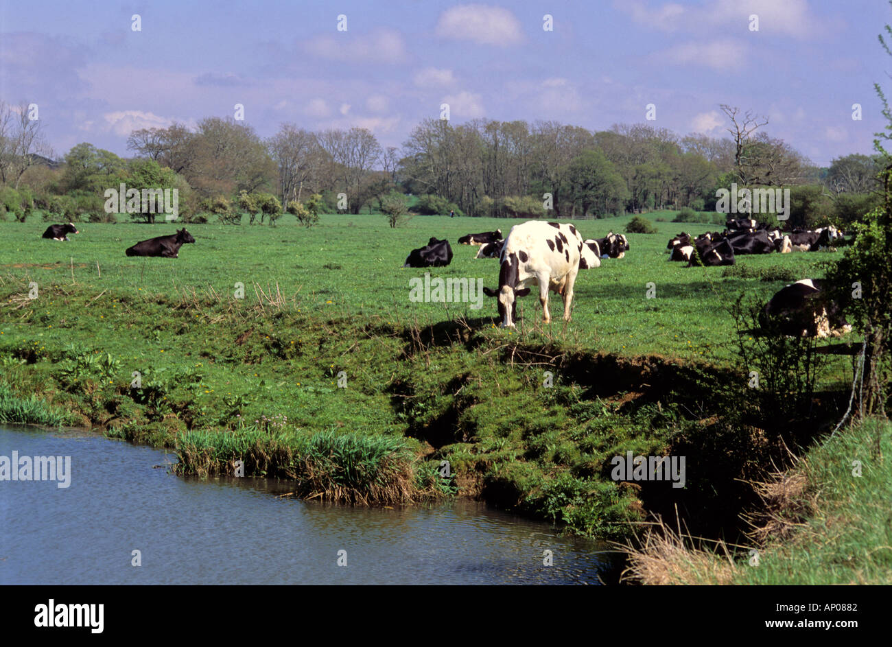 Pastoral scene black white cow hi-res stock photography and images - Alamy