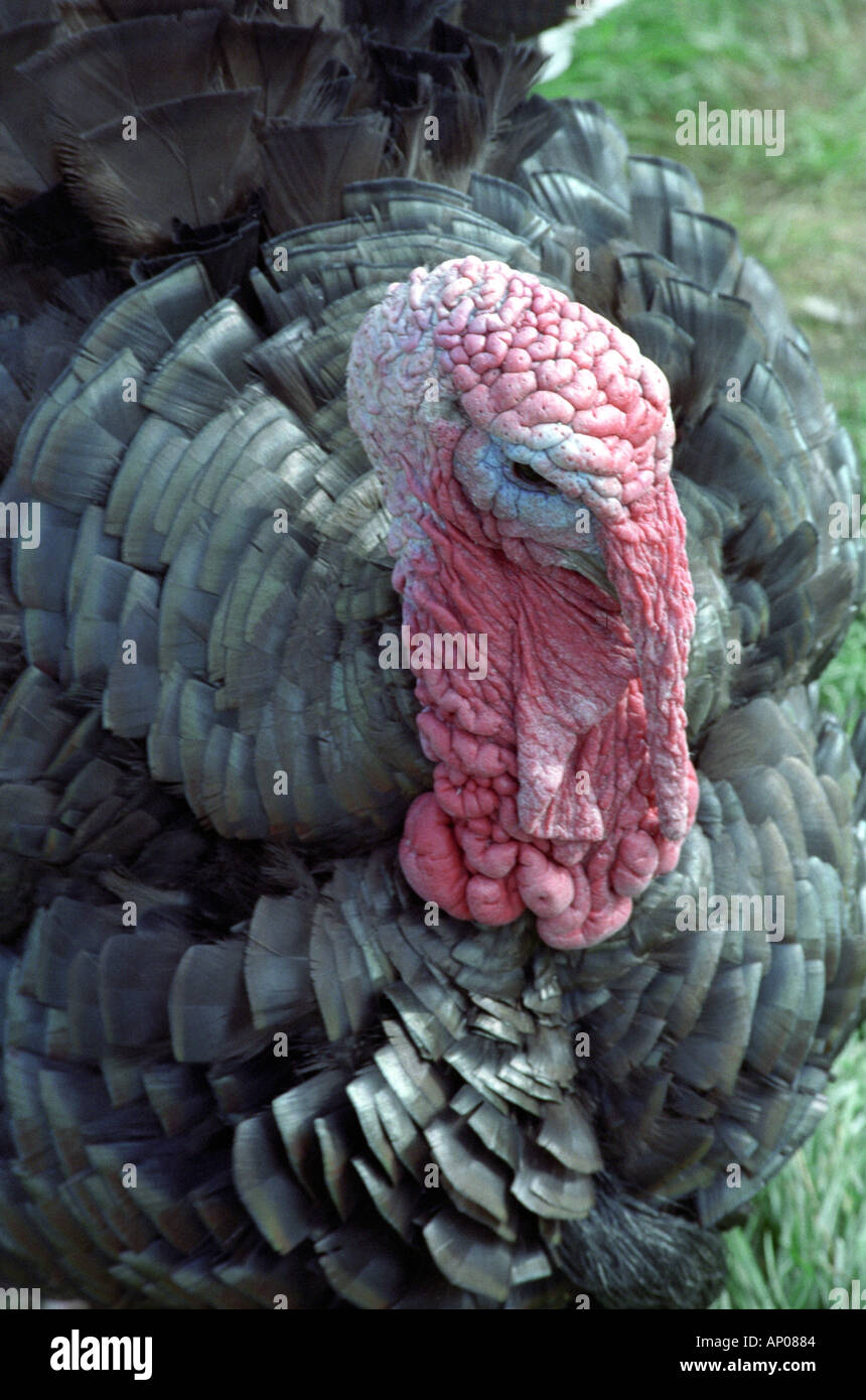 Rare breeds Turkey Stock Photo - Alamy