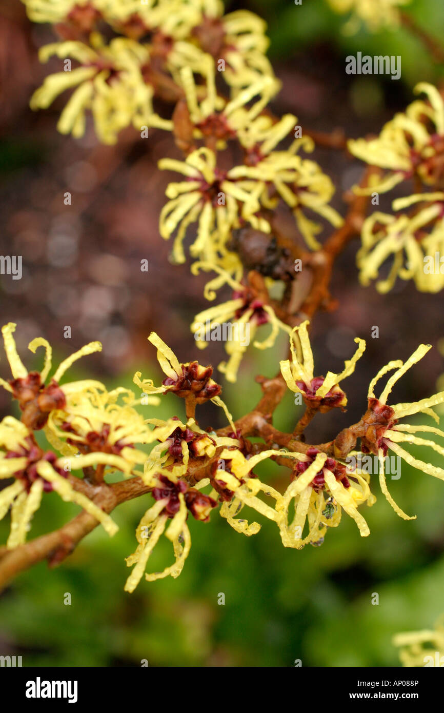 HAMAMELIS X INTERMEDIA SUNBURST Stock Photo - Alamy