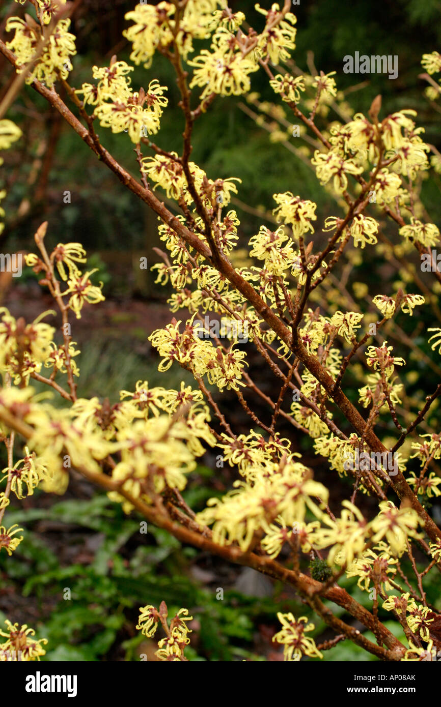 HAMAMELIS X INTERMEDIA SUNBURST Stock Photo - Alamy