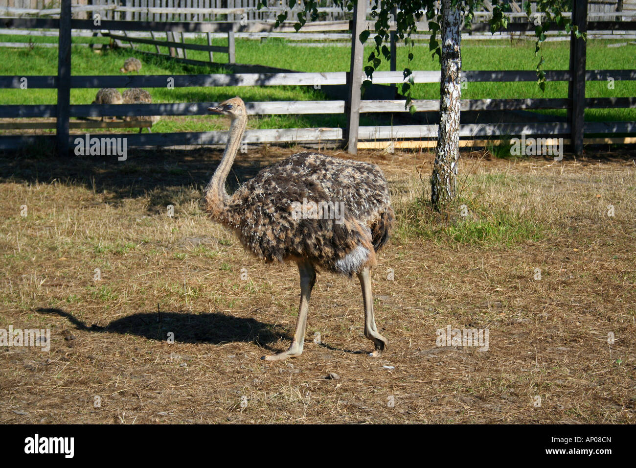 Young ostrich birds , chicken in the farm Stock Photo - Alamy