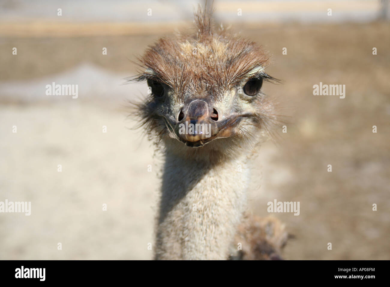 Young ostrich birds in the farm Stock Photo - Alamy