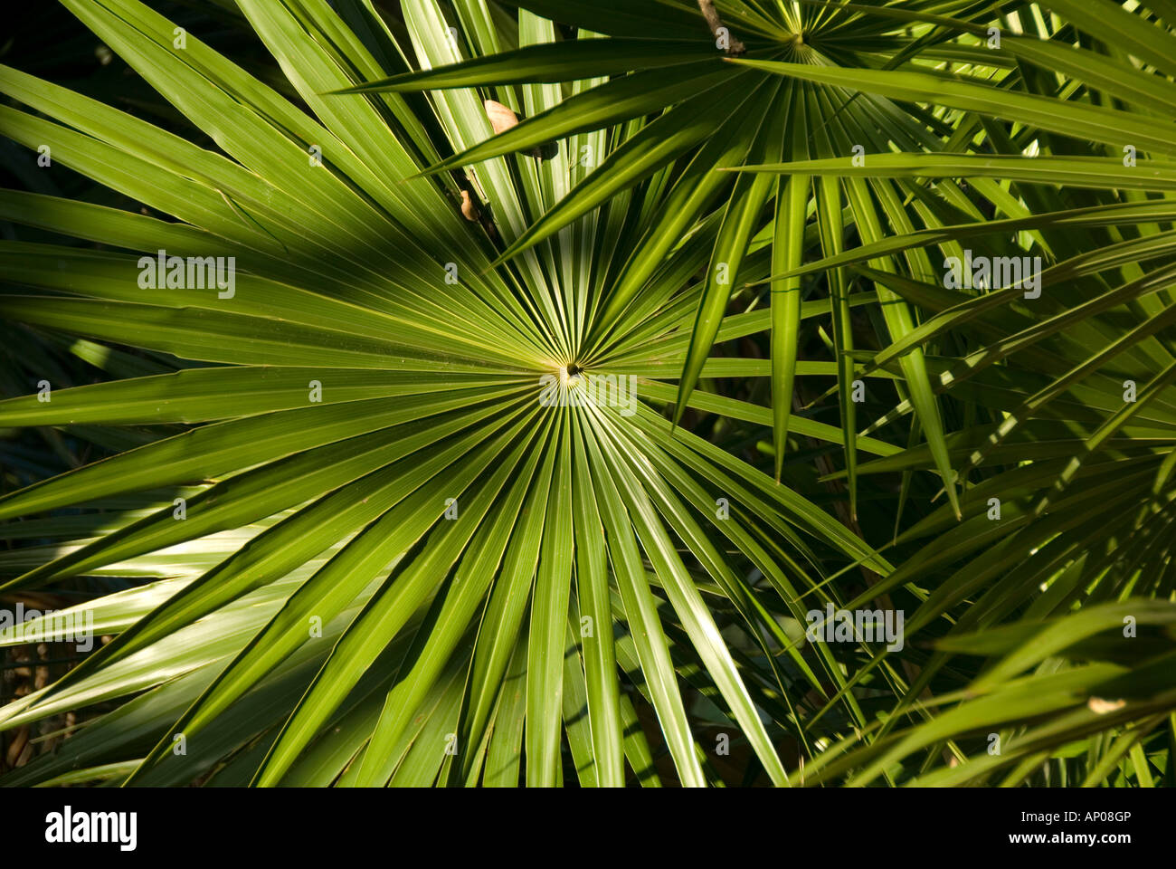 a pattern of palm leaves, Mexico Stock Photo - Alamy