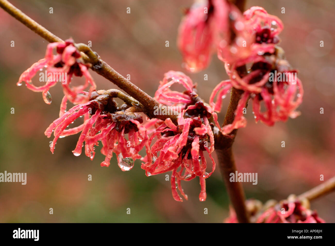HAMAMELIS X INTERMEDIA RUBY GLOW Stock Photo - Alamy