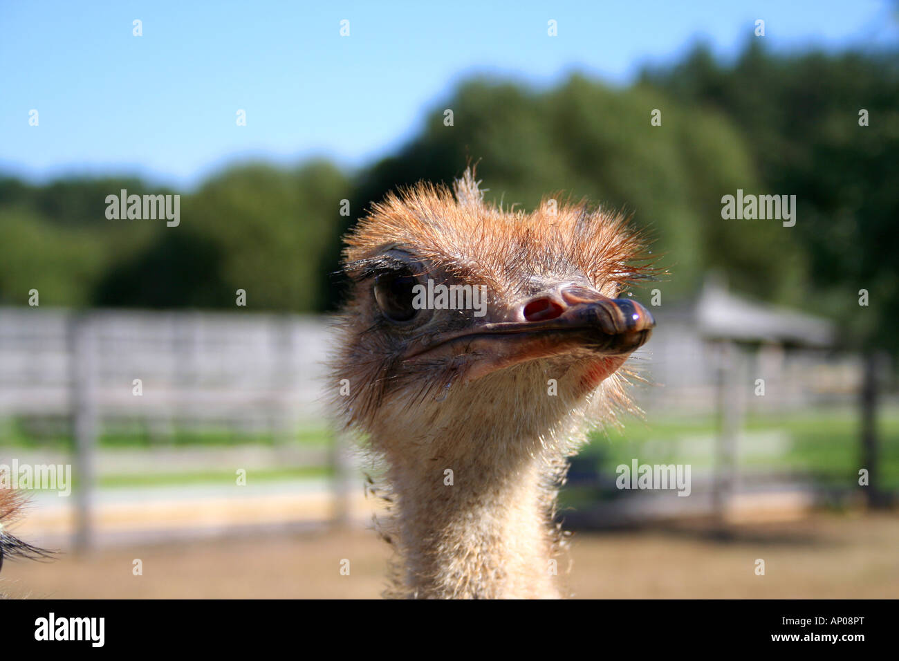 Young ostrich birds in the farm Stock Photo - Alamy