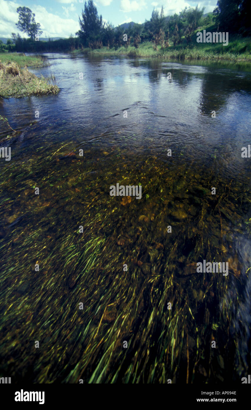 clean river with water weed reflections sunshine coast queensland ...