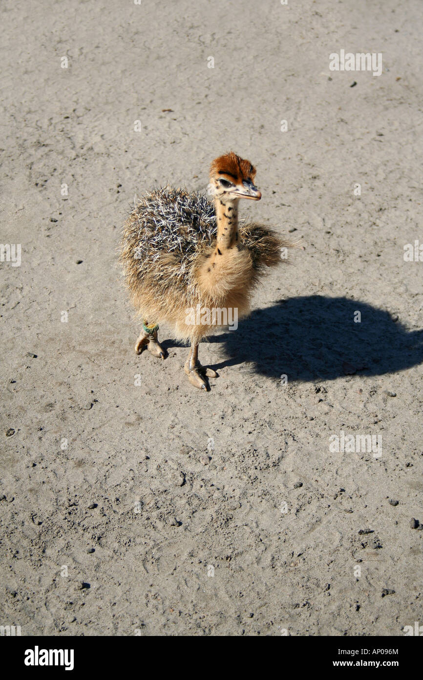 Young ostrich birds in the farm Stock Photo - Alamy