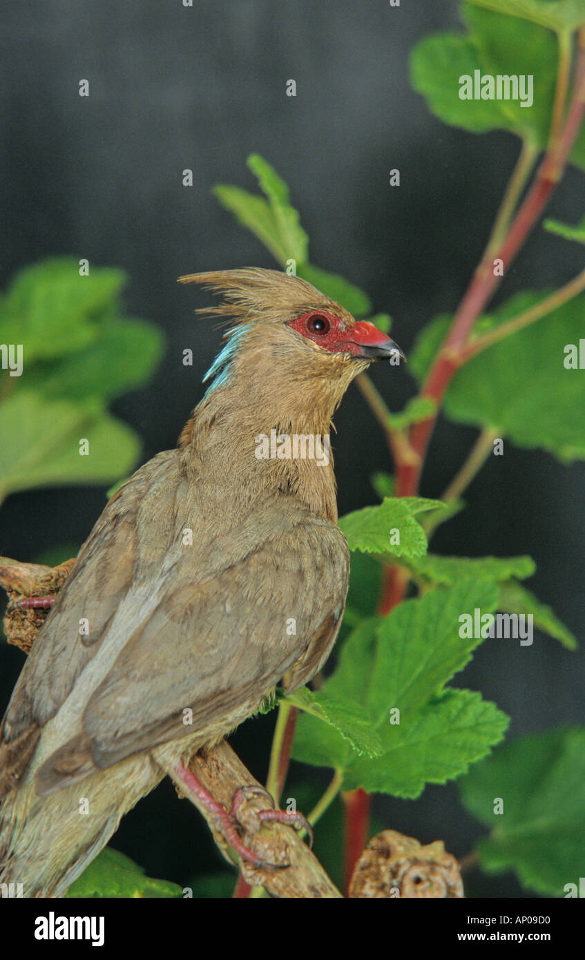 Blue naped mouse bird hi-res stock photography and images - Alamy