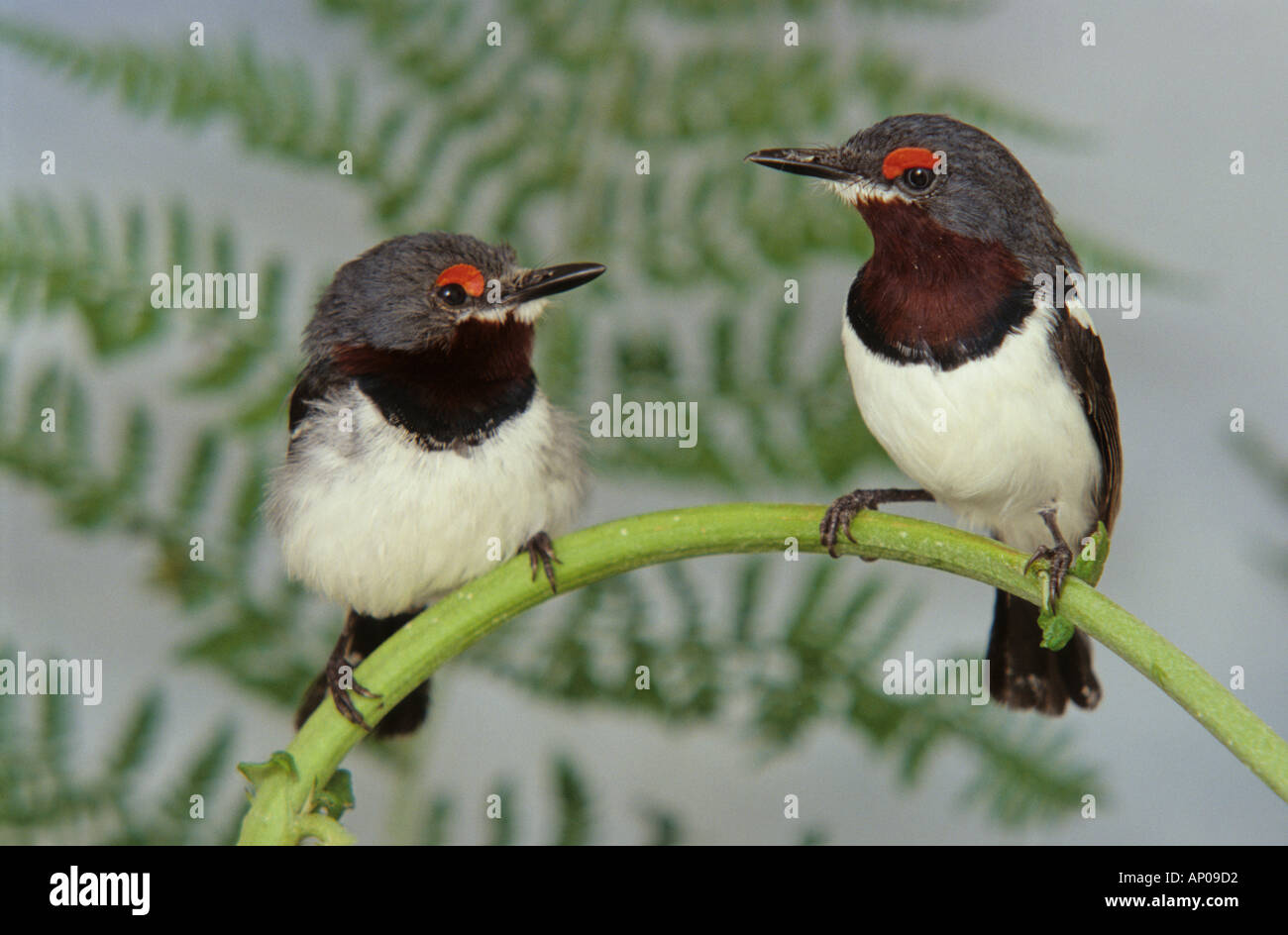 Brown-throated Wattle-eye (Platysteira cyanea). Spectacled Wattle Eyed ...