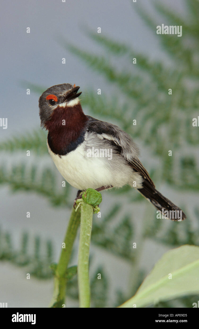 Brown-throated Wattle-eye (Platysteira cyanea). Spectacled Wattle Eyed ...