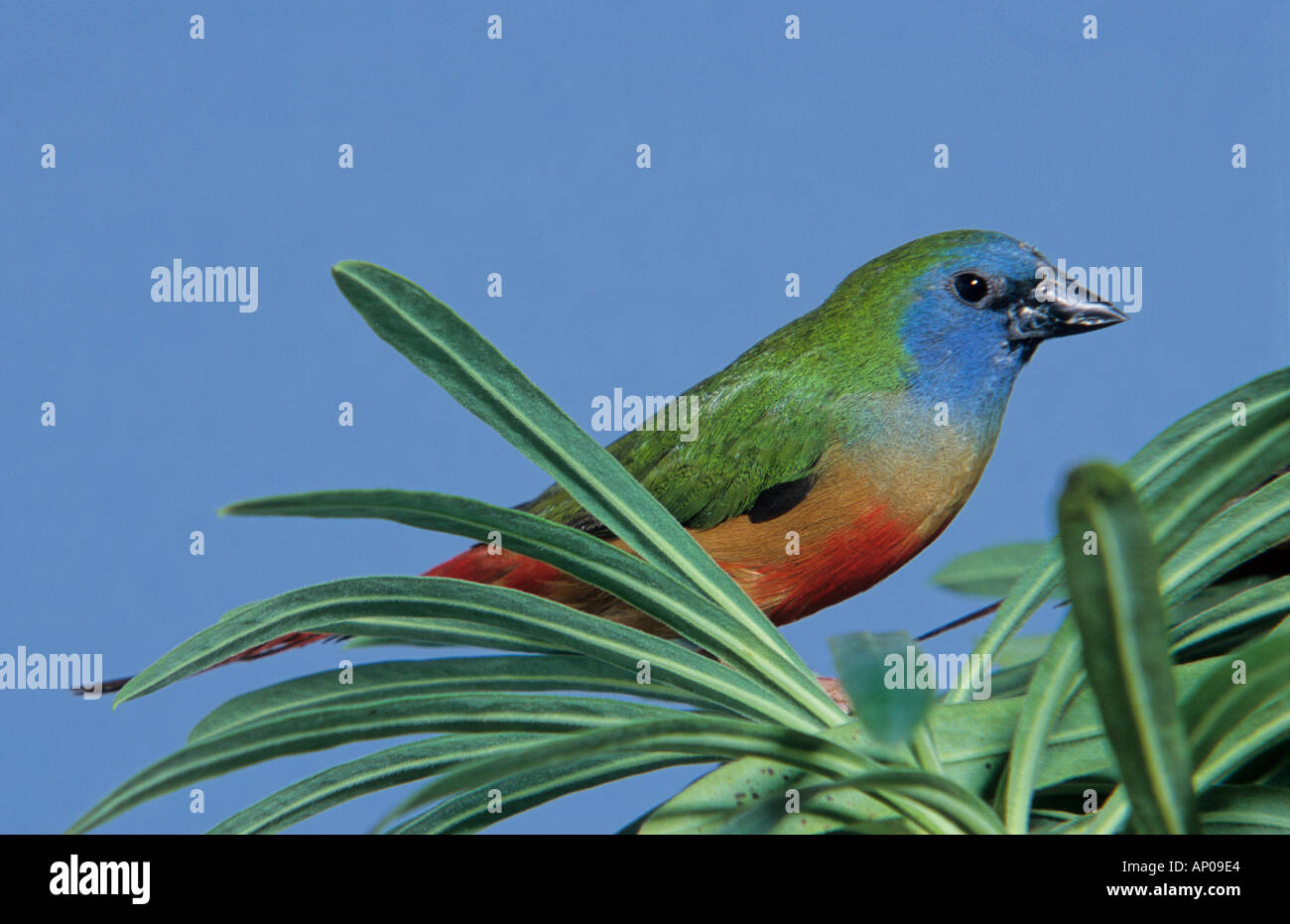 Pin tailed parrotfinch hi-res stock photography and images - Alamy