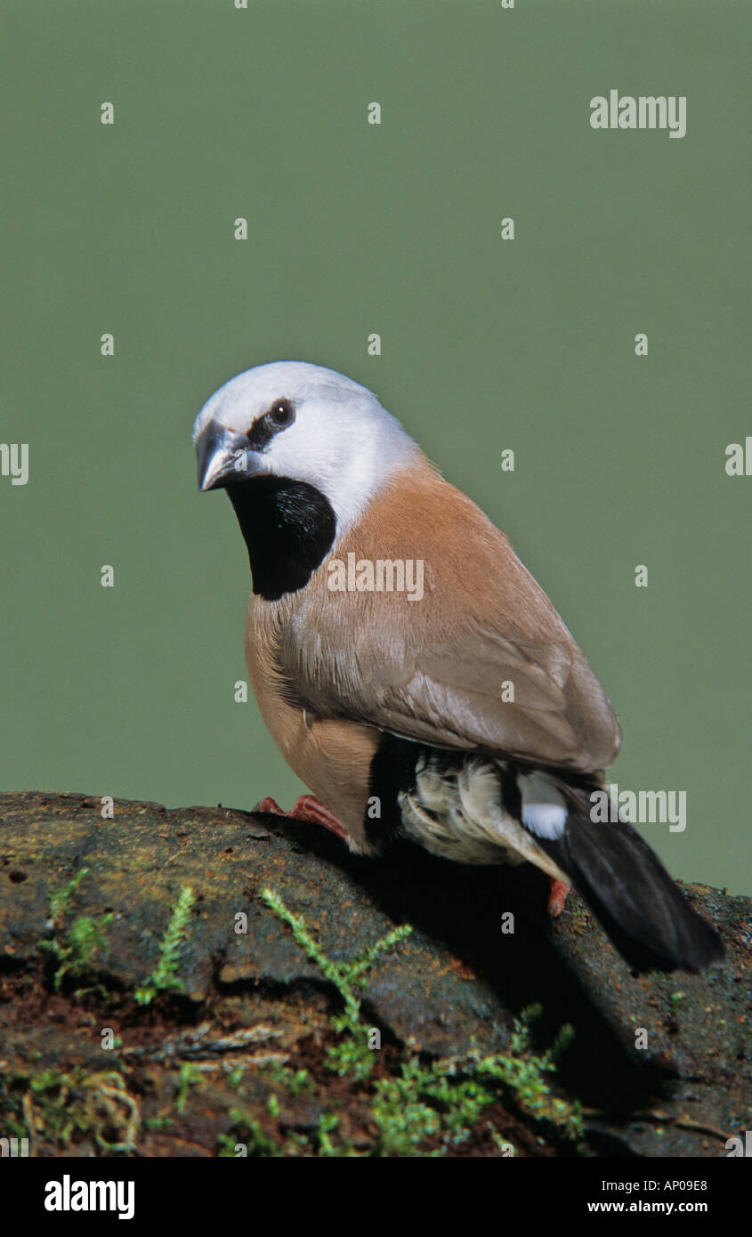 Parson s finch hi-res stock photography and images - Alamy