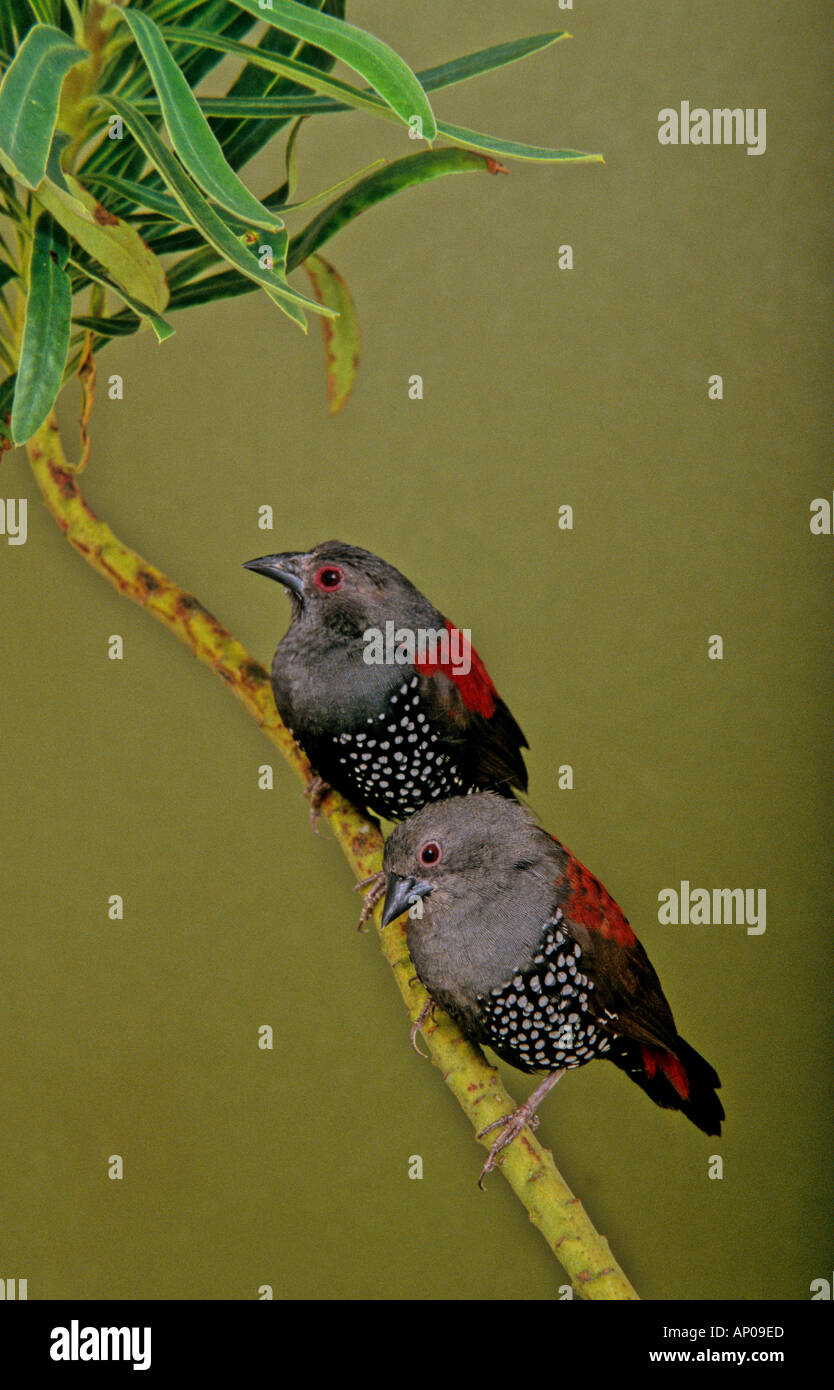 Dybowski hi-res stock photography and images - Alamy