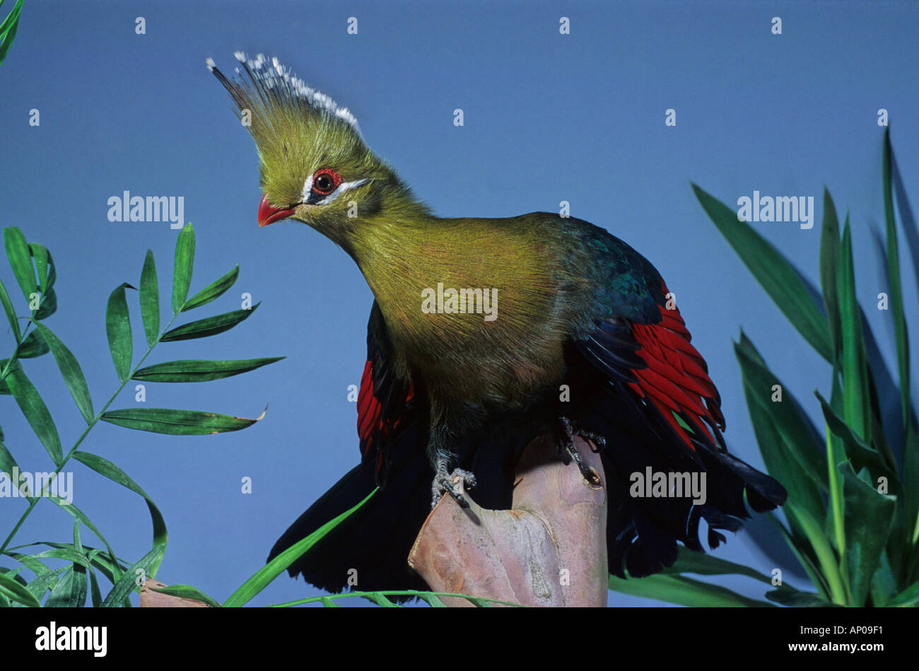 Livingstone's Turaco (Tauraco livingstonii) S E Africa. French: Touraco ...