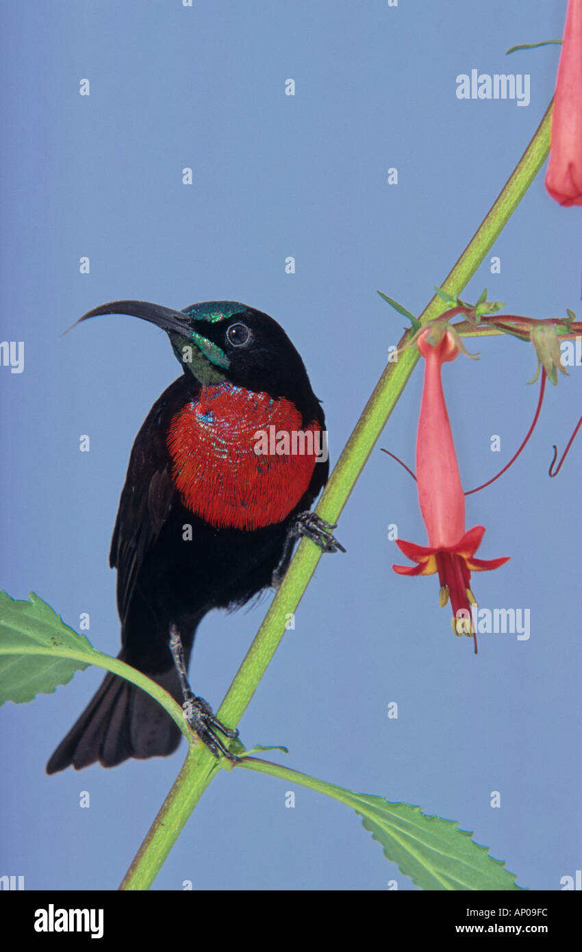 Scarlet Chested Sunbird Nectarinia senegalensis . Scarlet-breasted ...